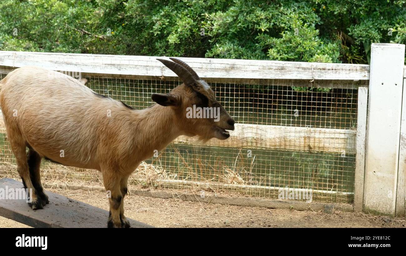 Goats and daily activities Stock Photo - Alamy