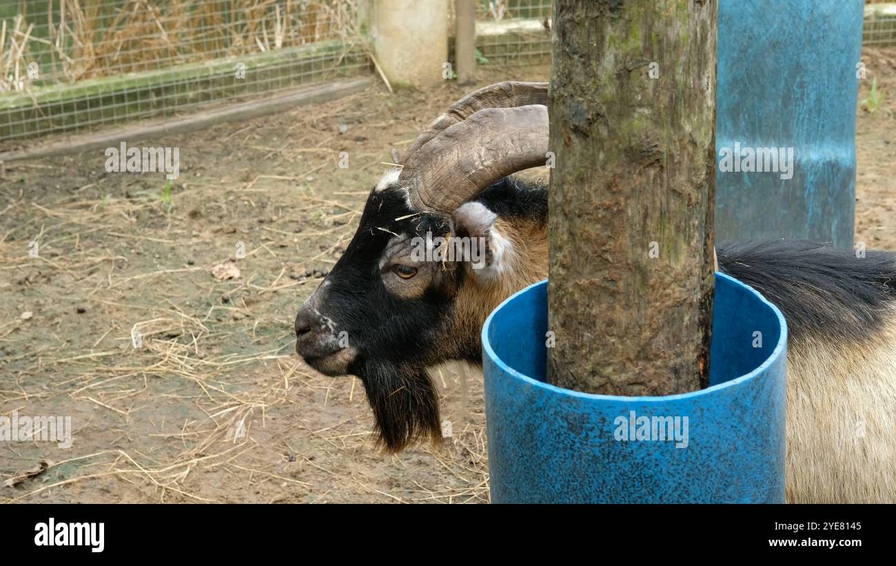 Goats and daily activities Stock Photo - Alamy