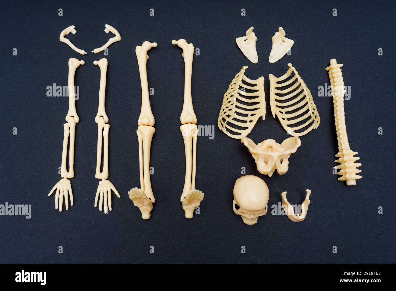 Various human skeleton parts arranged on dark surface, showcasing ...