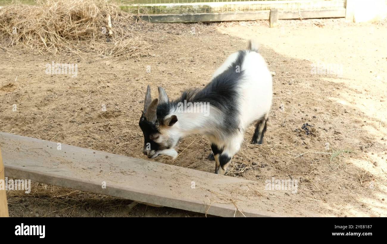 Goats and daily activities Stock Photo - Alamy