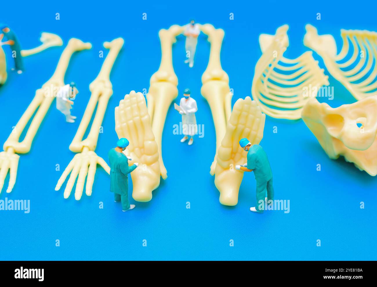 Miniature medical professionals examining anatomical models of bones ...