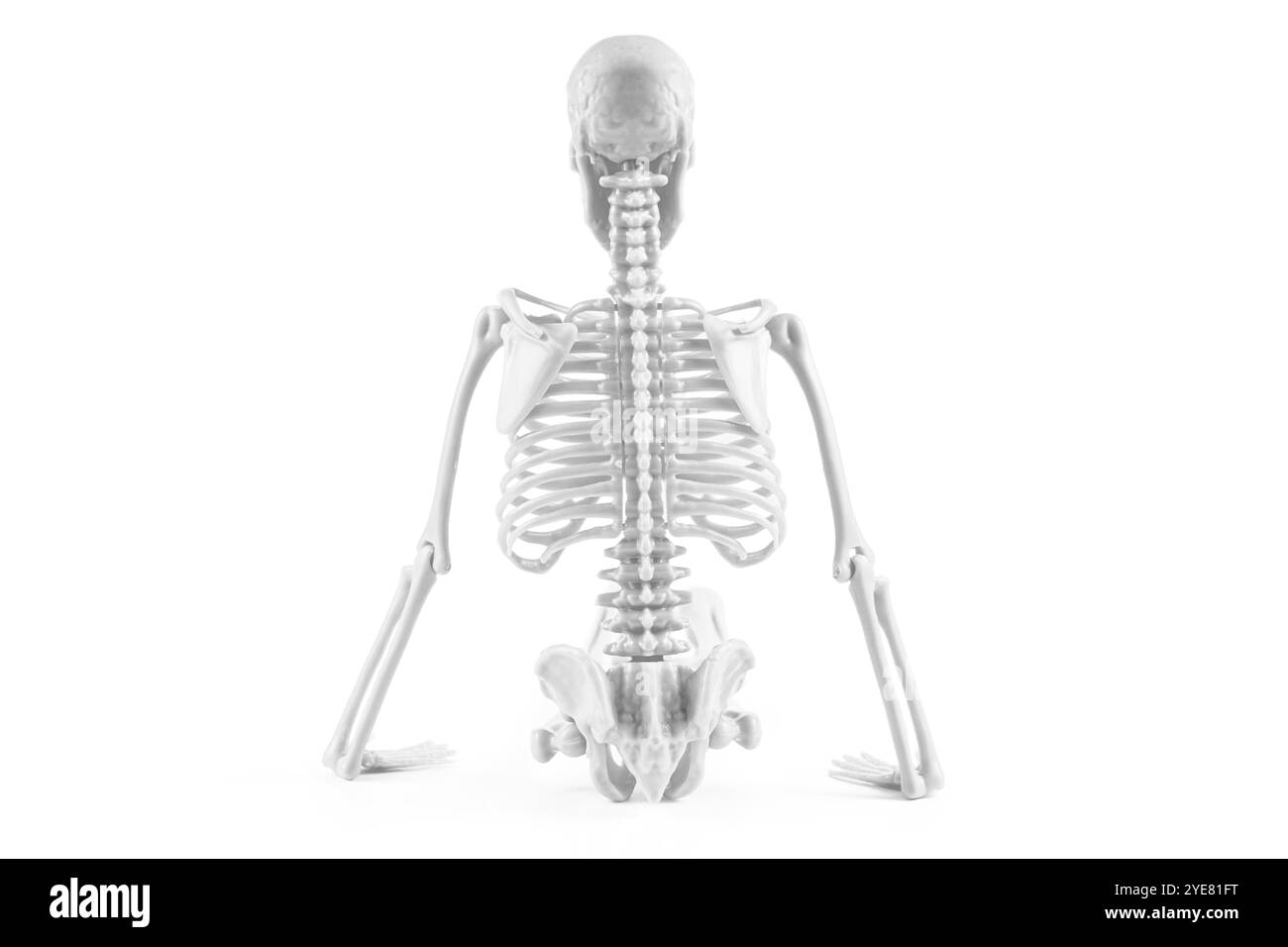 Detailed human skeleton model viewed from the back, showcasing bones ...