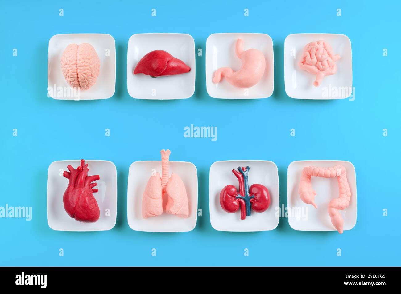 Collection of detailed anatomical models of human organs displayed on ...