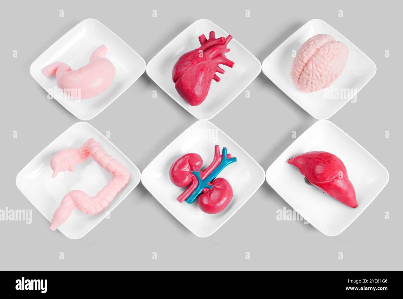 Models of the essential human organs displayed on white trays against a ...