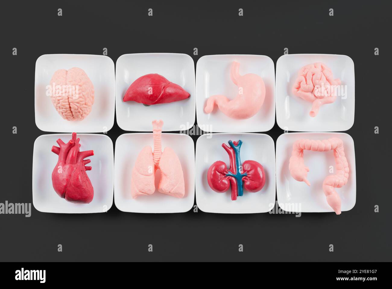 Collection of anatomical models of human organs arranged on white ...