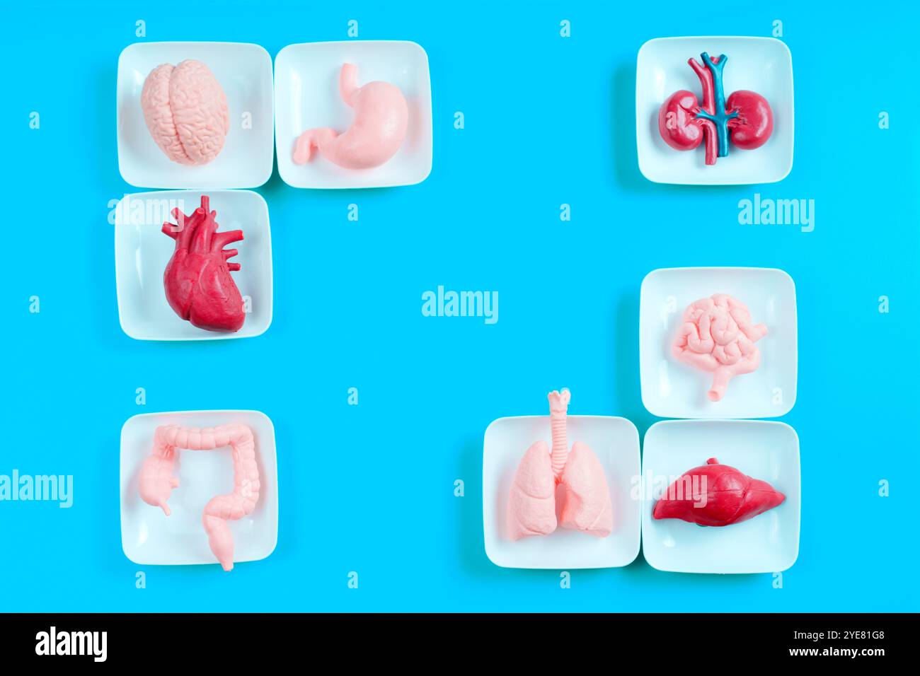 Creative display of model human organs including the brain, heart ...