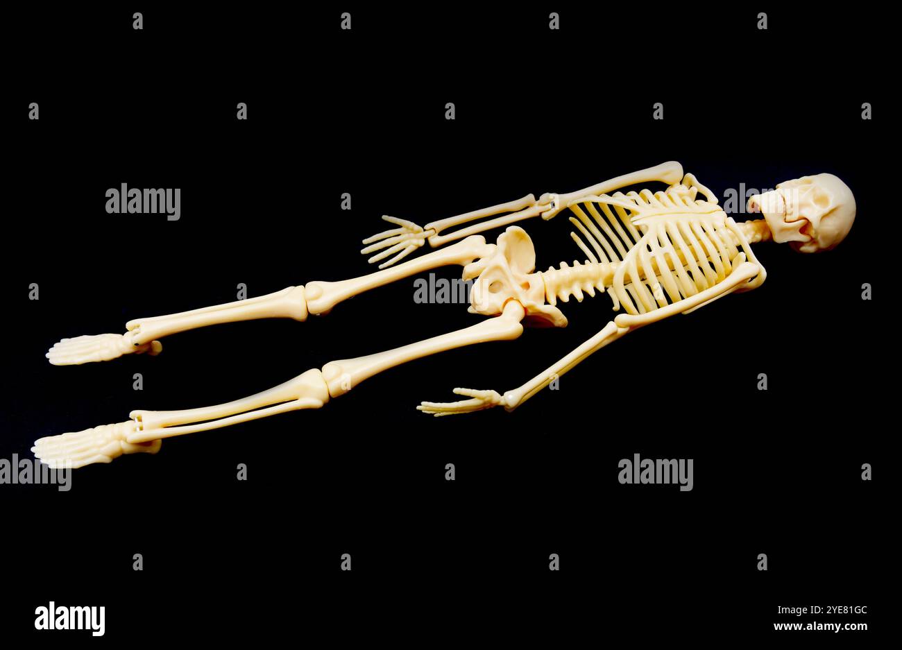 Detailed life-size human skeleton model showcasing anatomical features ...