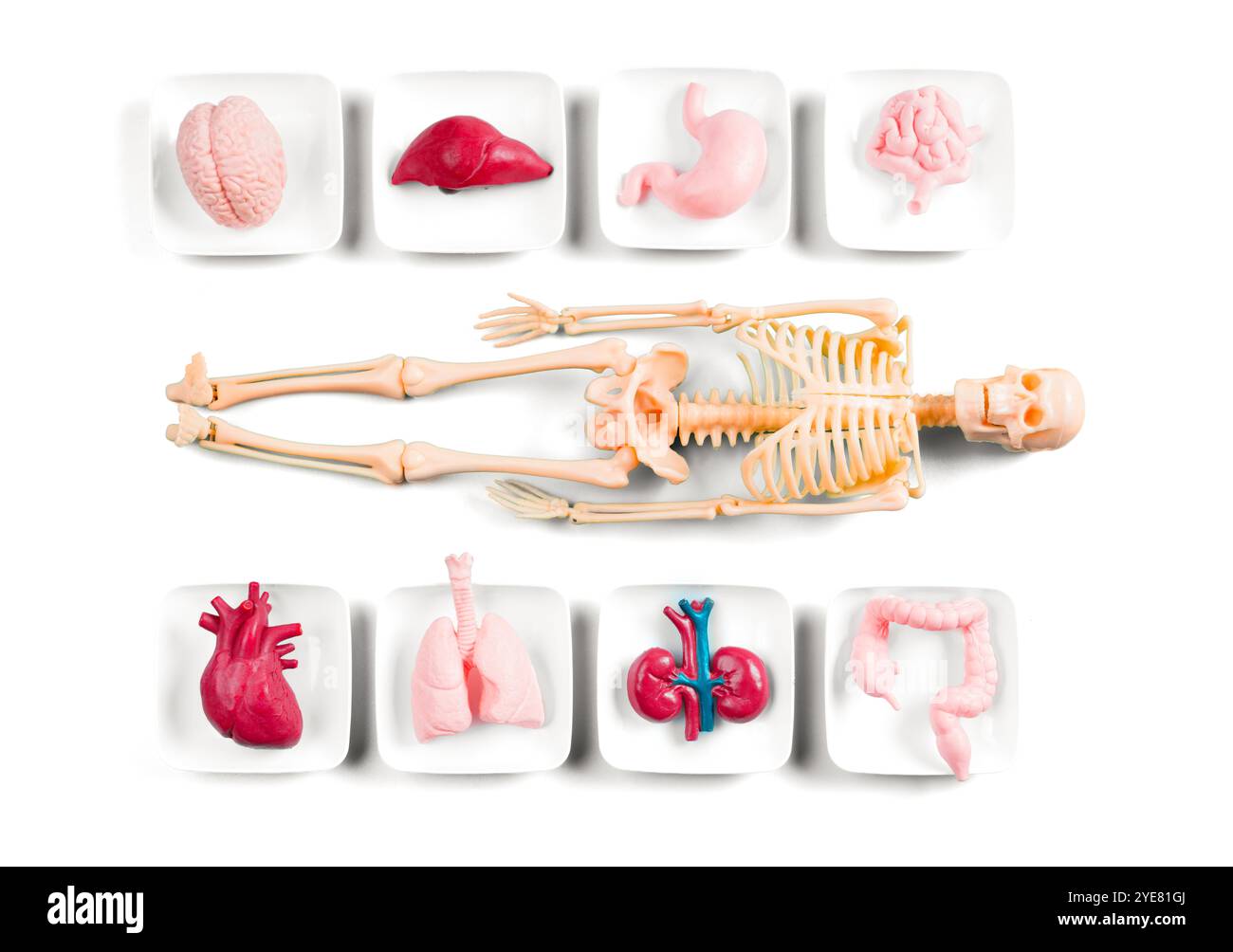 Human skeleton model surrounded by anatomical organs on plates, ideal ...