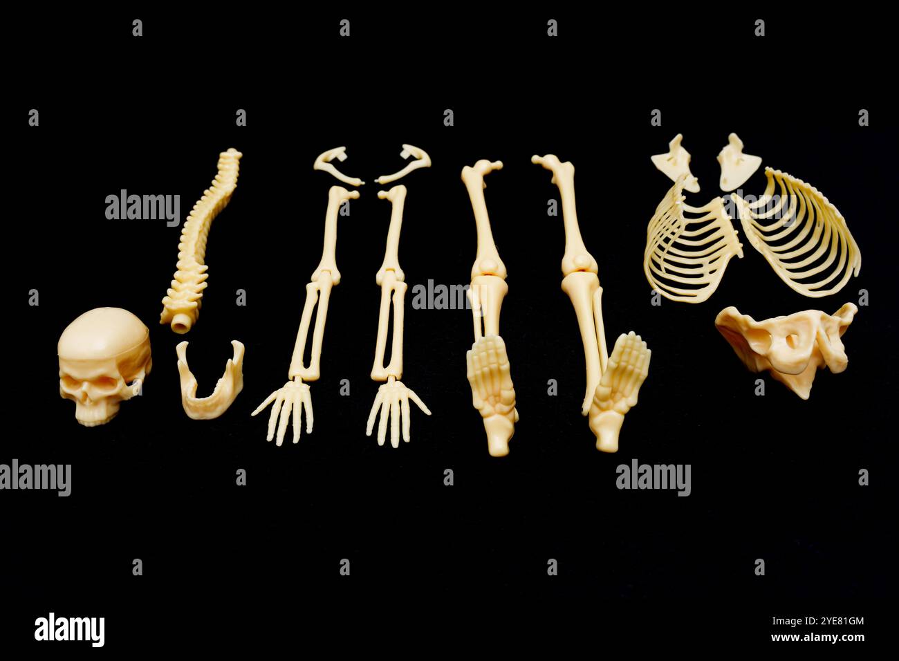 Assortment of realistic human skeleton parts including a skull, spine ...