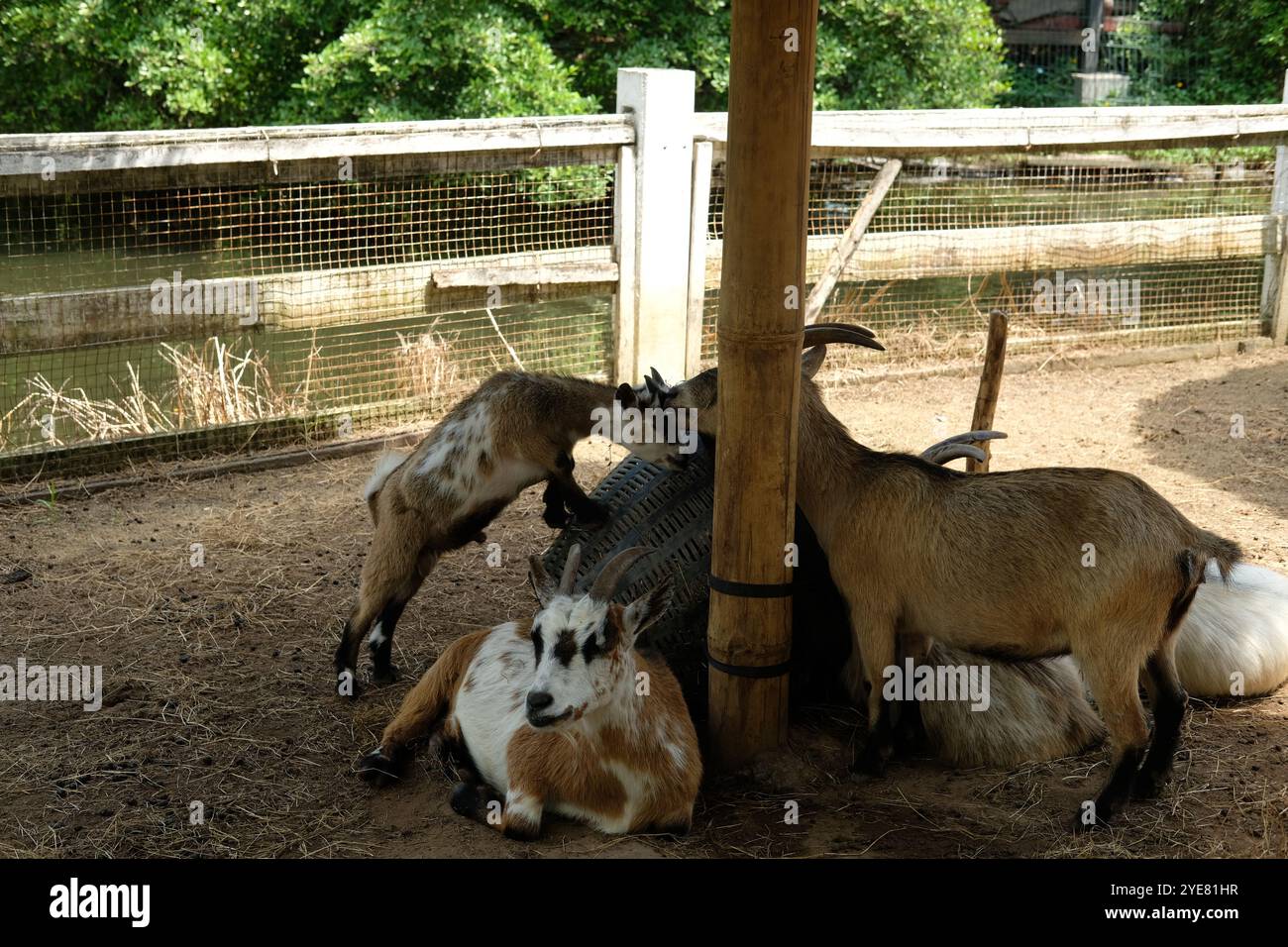 Goats and daily activities Stock Photo - Alamy