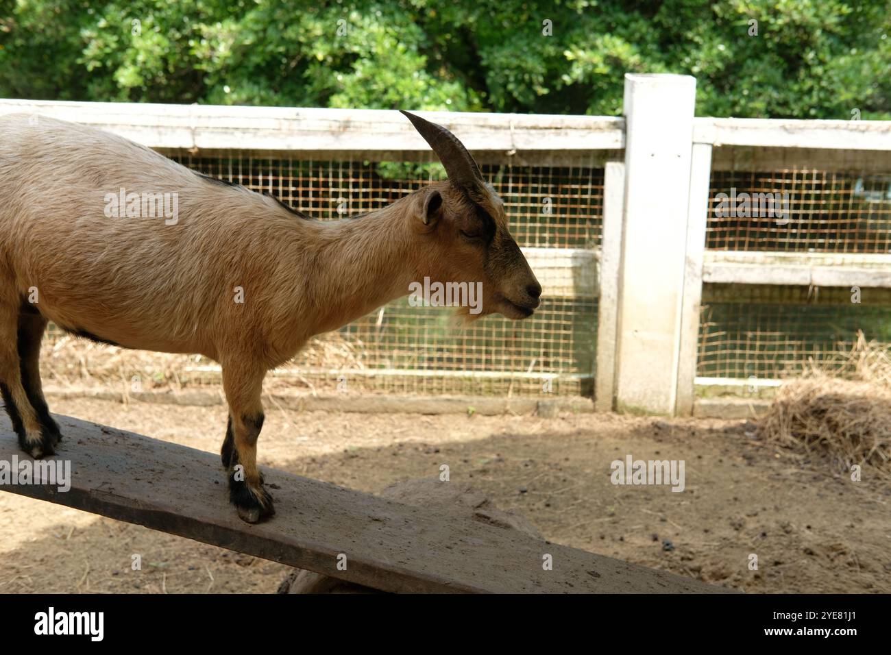 Goats and daily activities Stock Photo - Alamy
