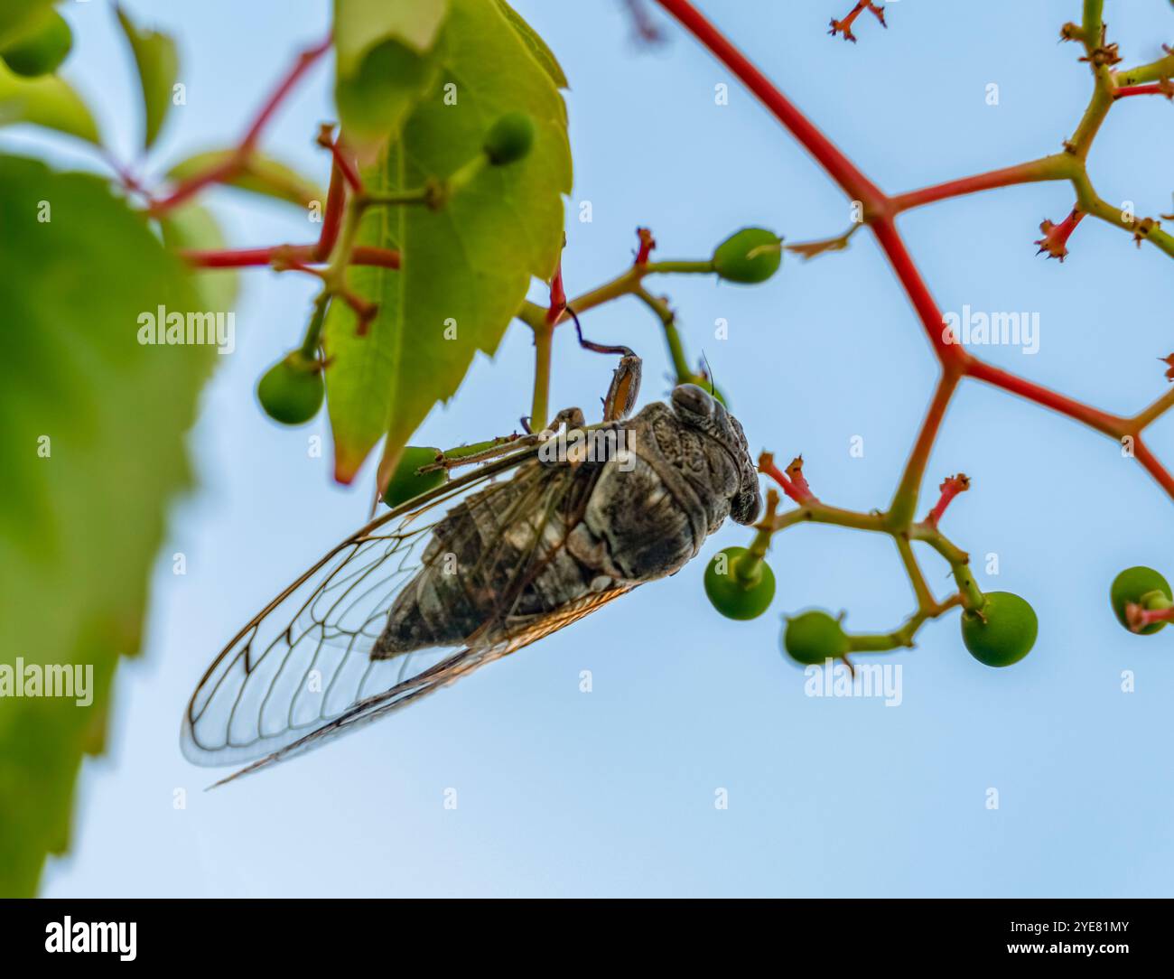 Common cicada resting at a twig in front of blue sky, seen in southern ...