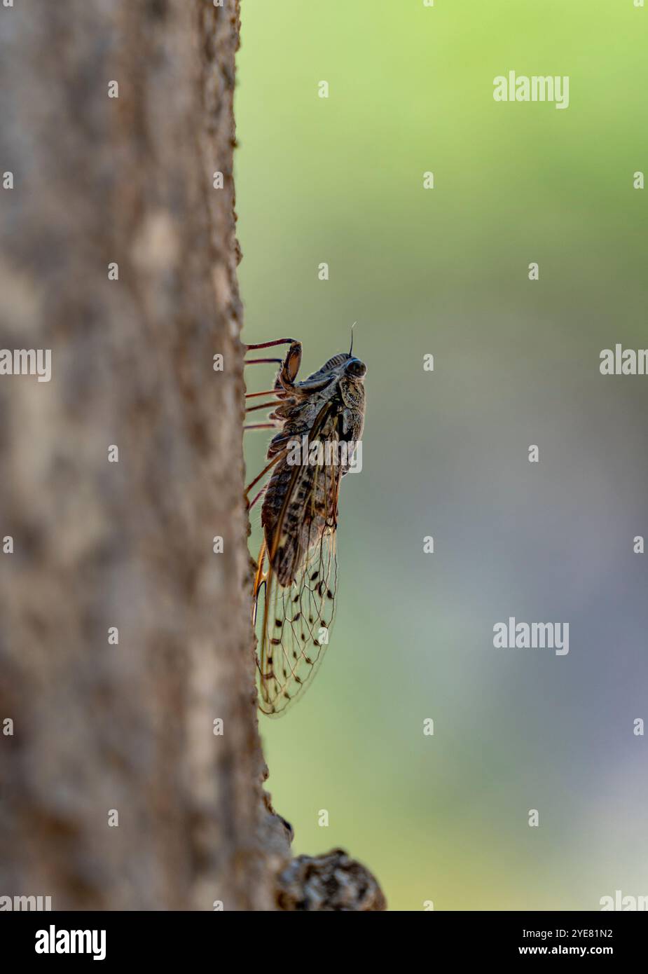 Sideways shot of a Common cicada resting at a tree trunk, seen in ...