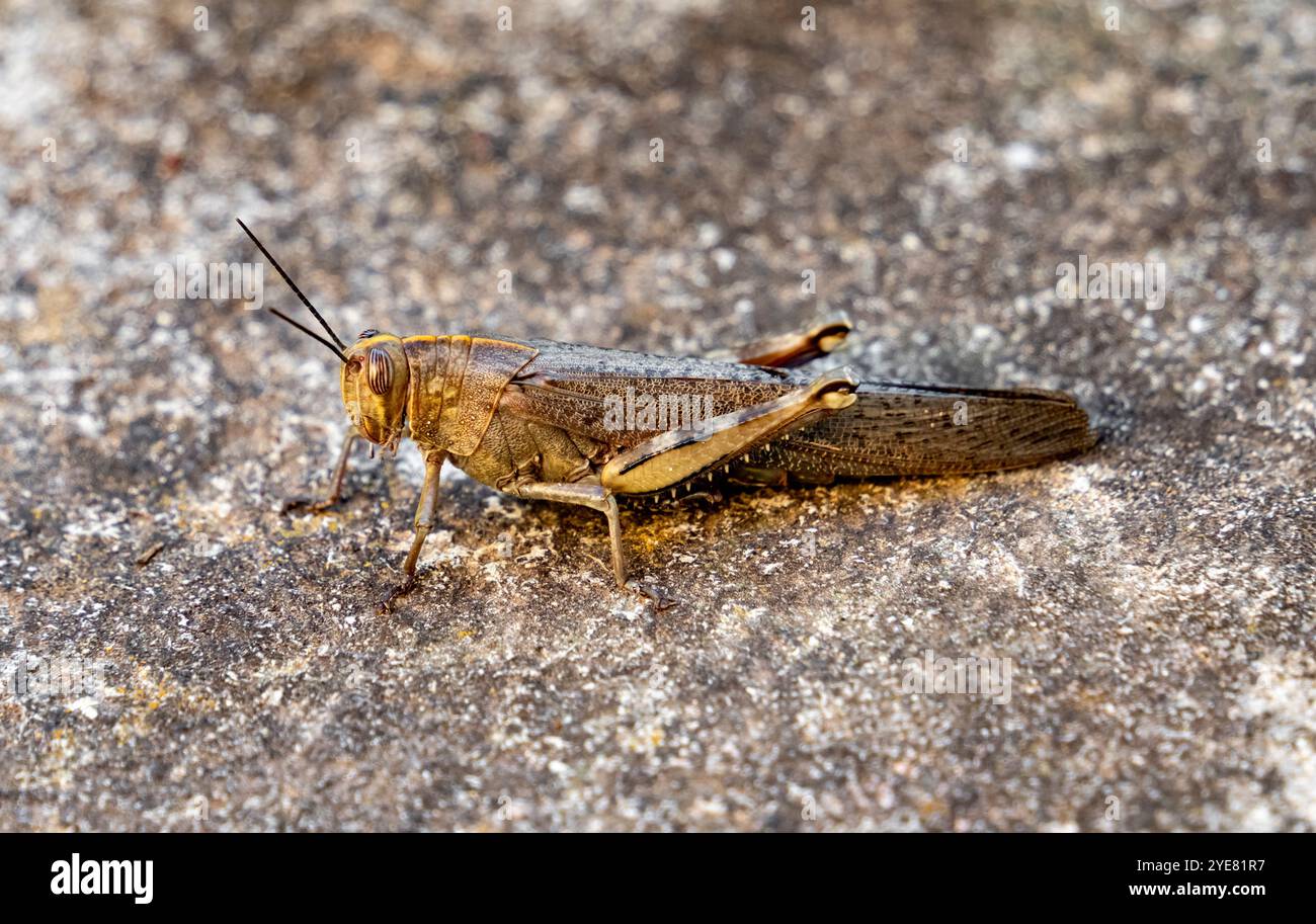 Egyptian grasshopper resting on rough ground seen in southern France ...