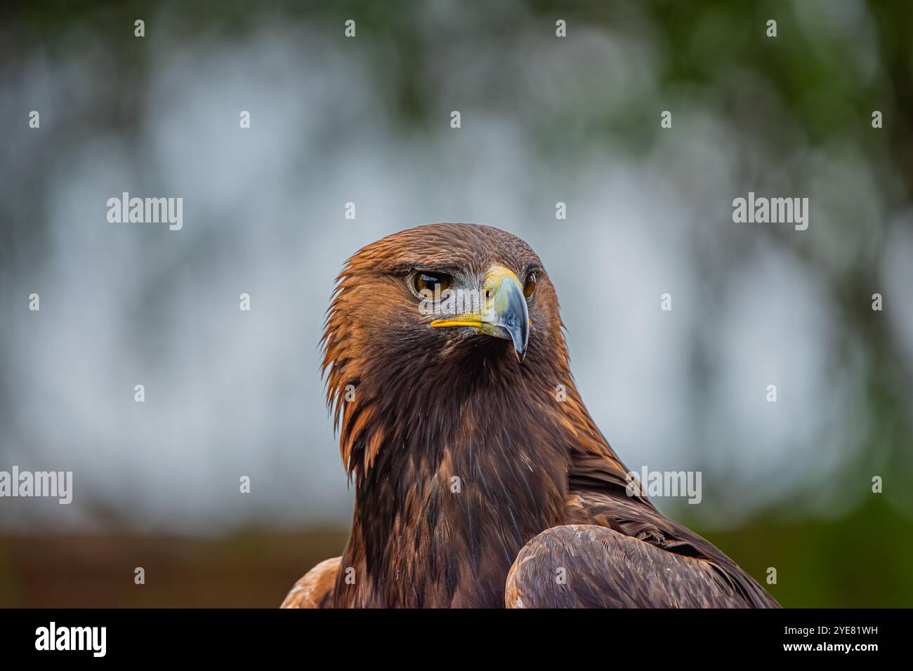 Golden eagle looking intensely to his left Stock Photo - Alamy