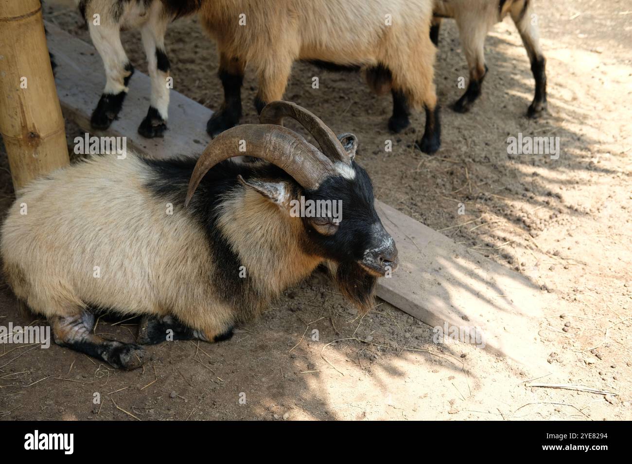 Goats and daily activities Stock Photo - Alamy
