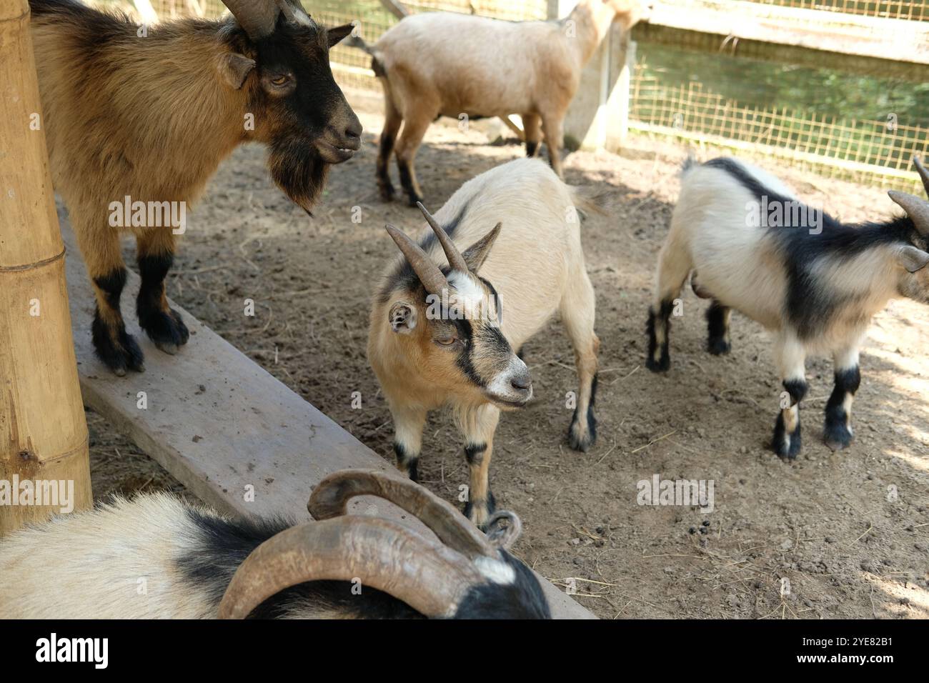 Goats and daily activities Stock Photo - Alamy