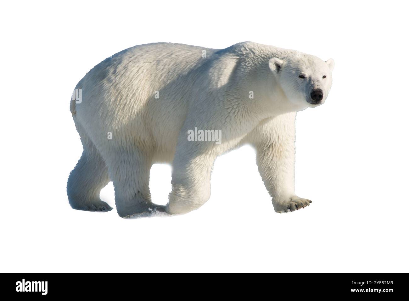 Polar bear isolated on white background Stock Photo - Alamy
