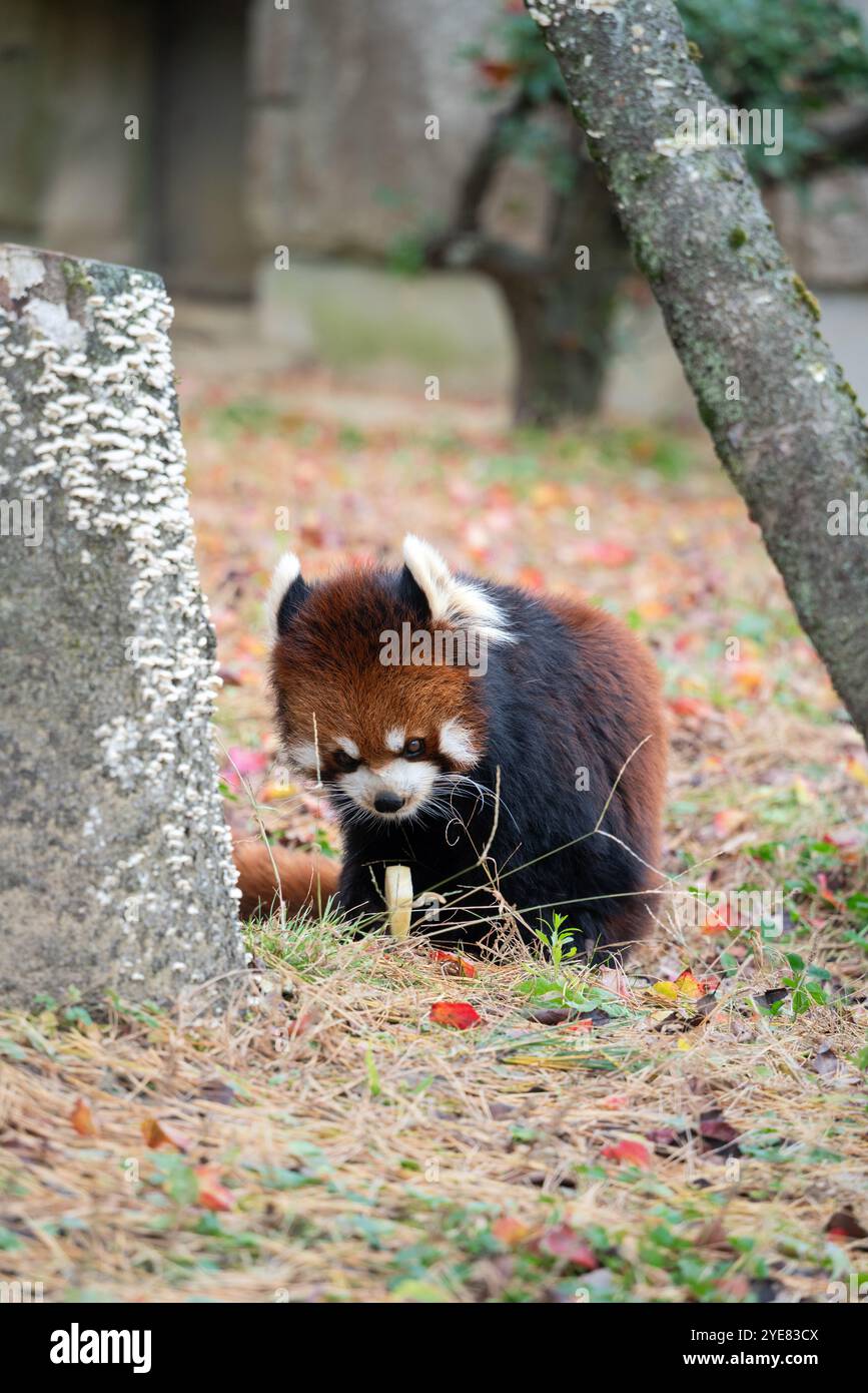 Cute red panda living in a zoo in Japan with tree branch, wooden house ...