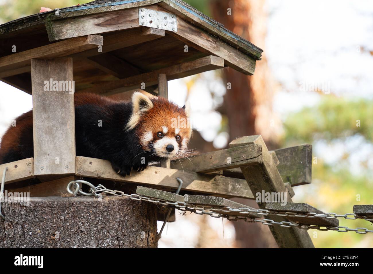 Cute red panda living in a zoo in Japan with tree branch, wooden house ...
