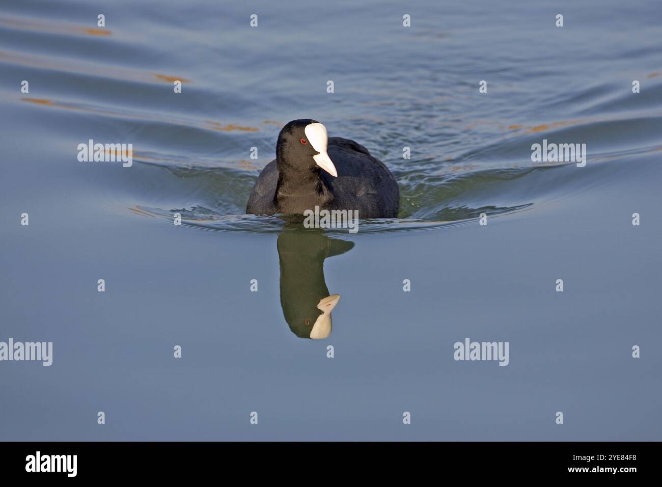 Eurasian coot Fulica atra swimming Radipole Lake RSPB reserve Weymouth ...