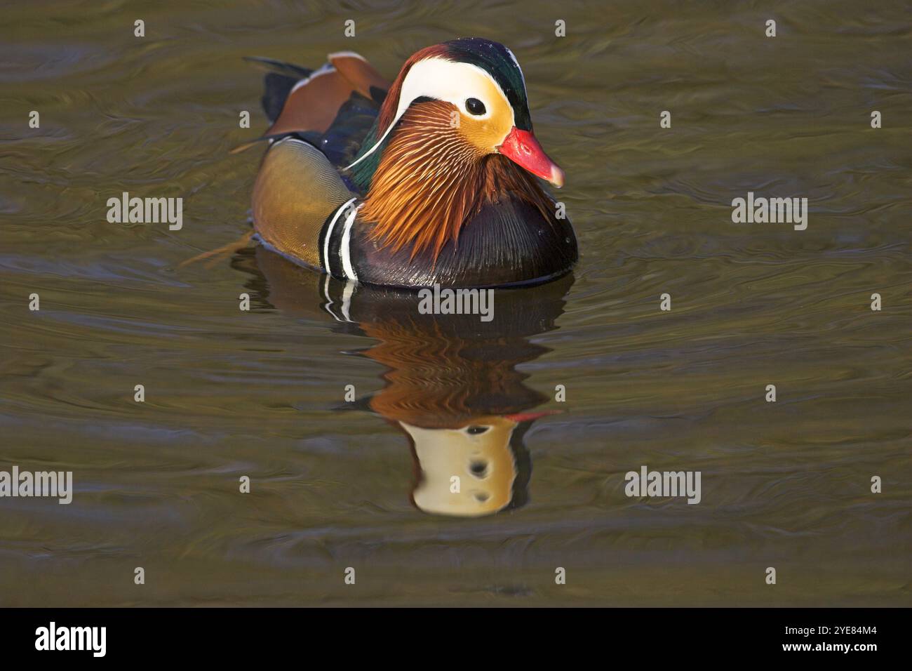 Mandarin duck Ax galericulata male Eyeworth Pond New Forest National ...