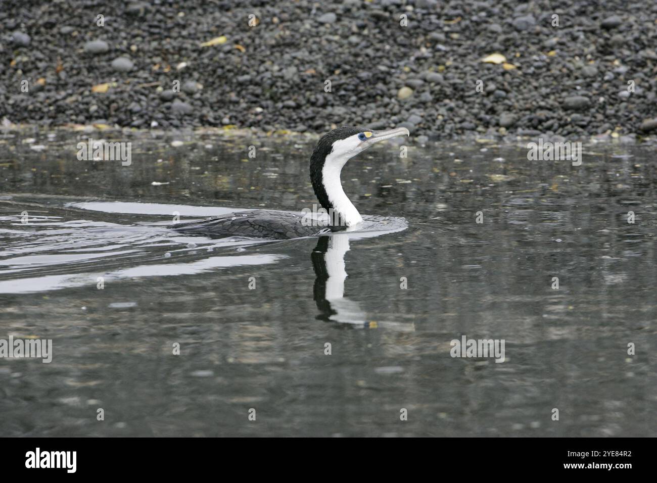 Australian pied cormorant Phalacrocorax varius swimming in pool at ...