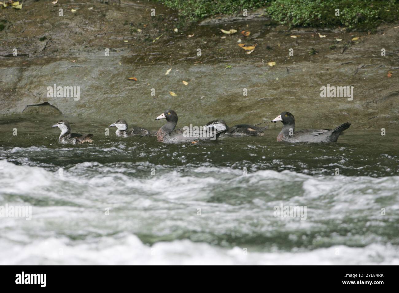 Blue duck Hymenolaimus malacorhynchos pair with four ducklings by river ...