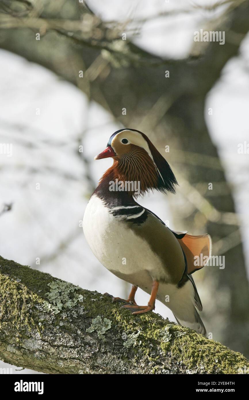 Mandarin duck Aix galericulata male perched in a tree Eyeworth Pond New ...