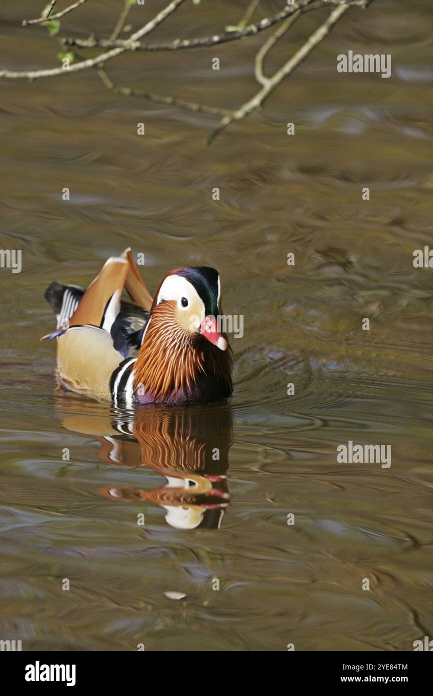Mandarin duck Aix galericulata male Eyeworth Pond New Forest National ...