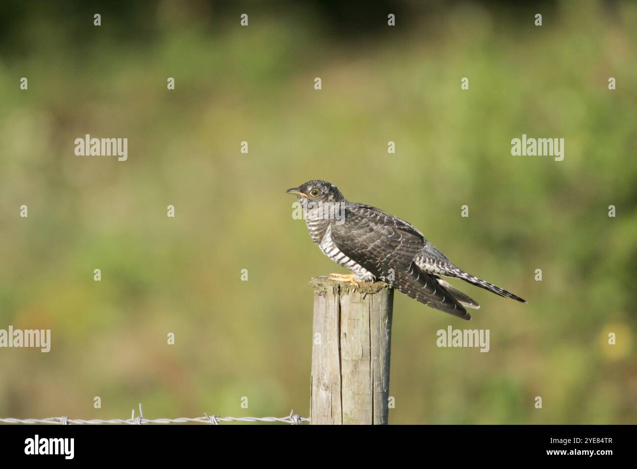 Common cuckoo Cuculus canorus juvenile on fence post Stock Photo - Alamy