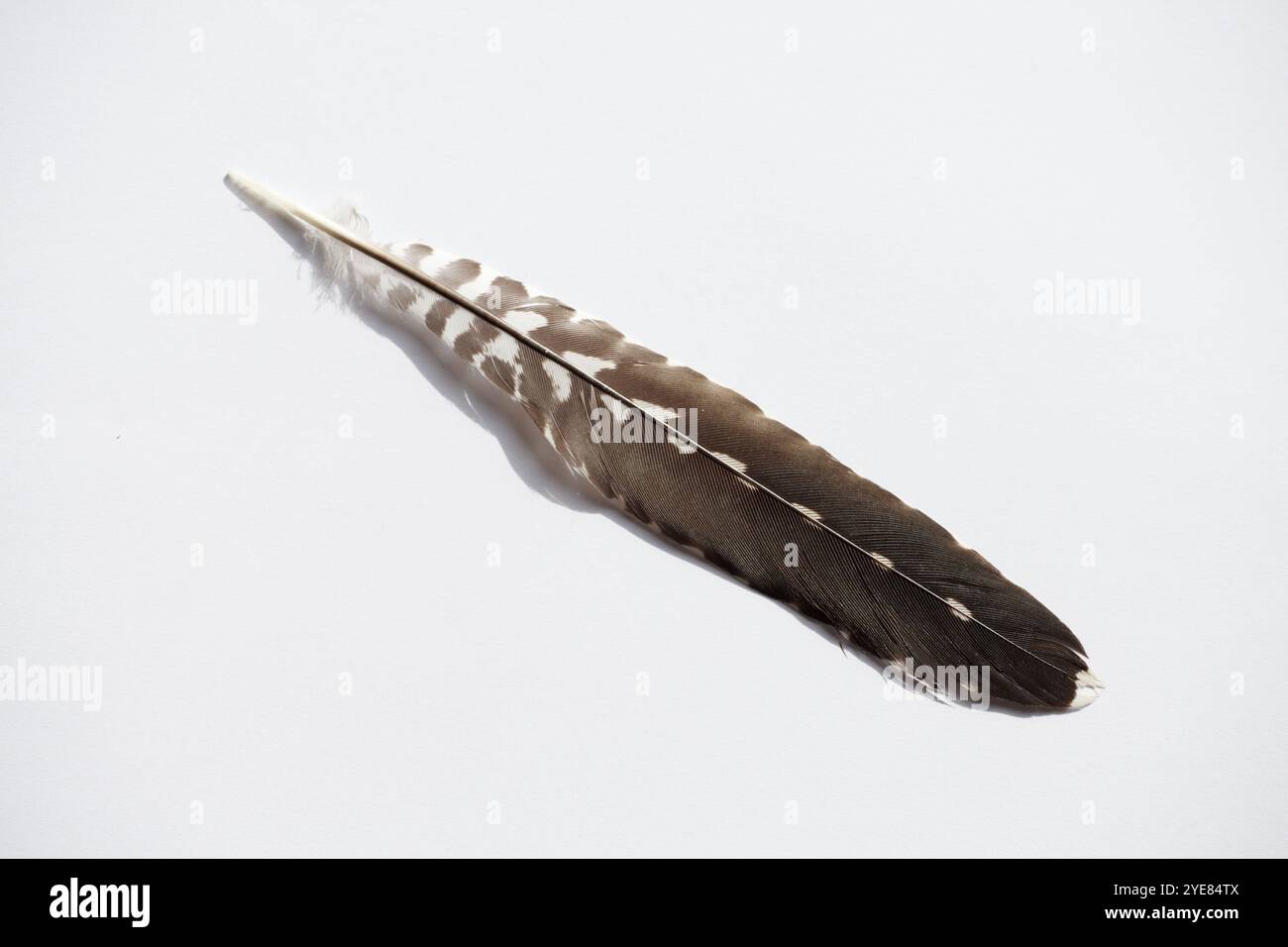 Common cuckoo Cuculus canorus tail feather Stock Photo - Alamy