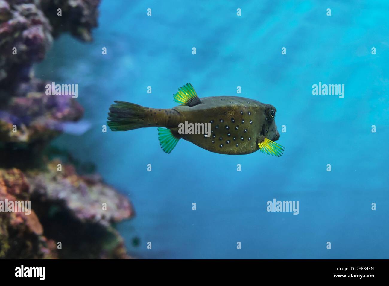 Foxfish hi-res stock photography and images - Alamy