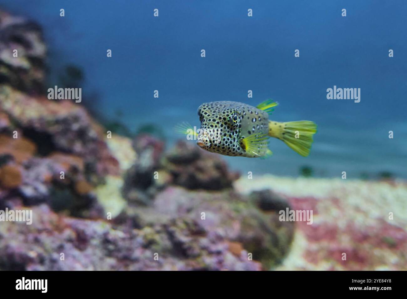 Unique spotted pattern hi-res stock photography and images - Alamy