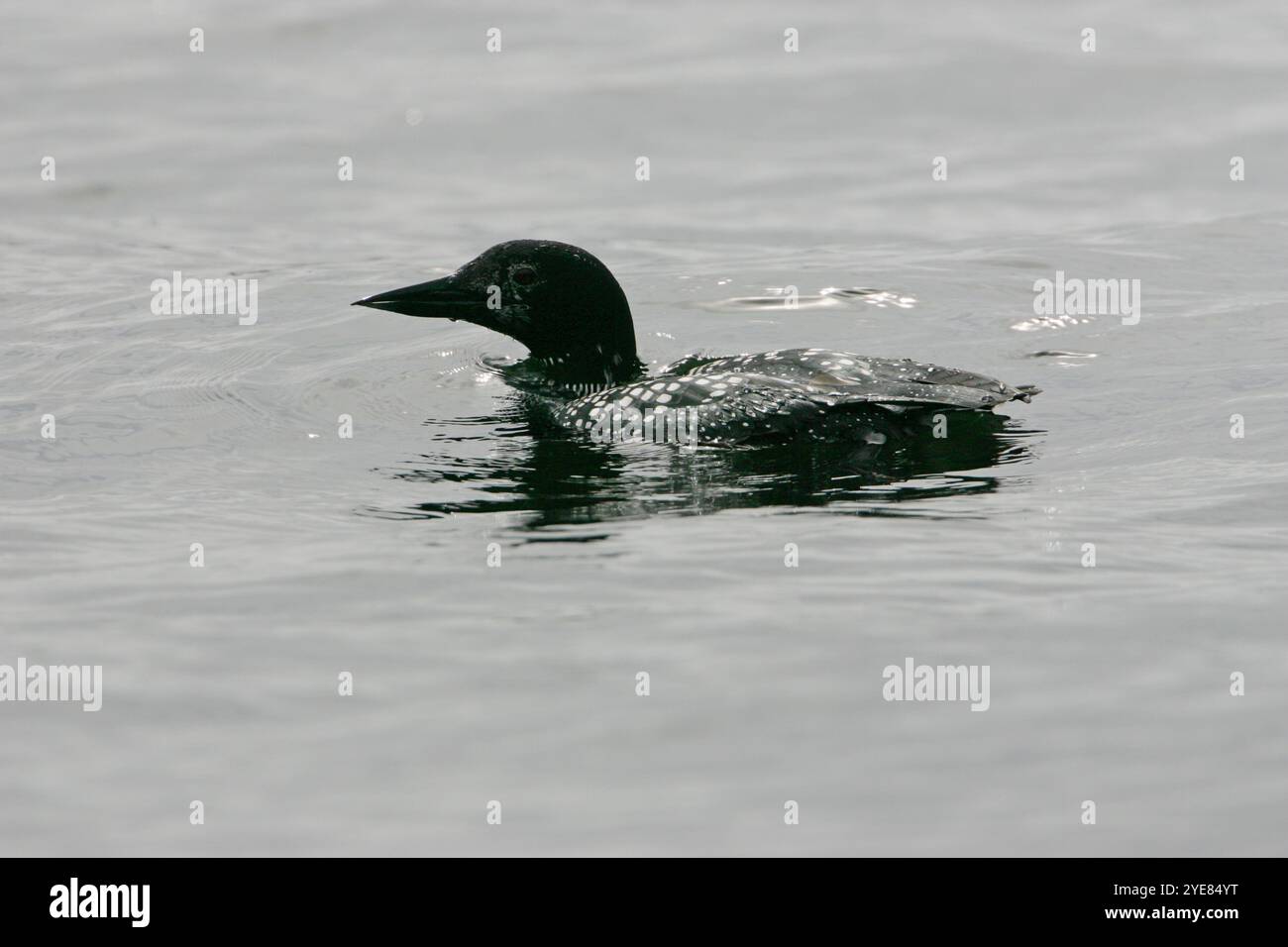 Great northern loon Gavia immer Loch Scridain Isle of Mull Scotland UK ...