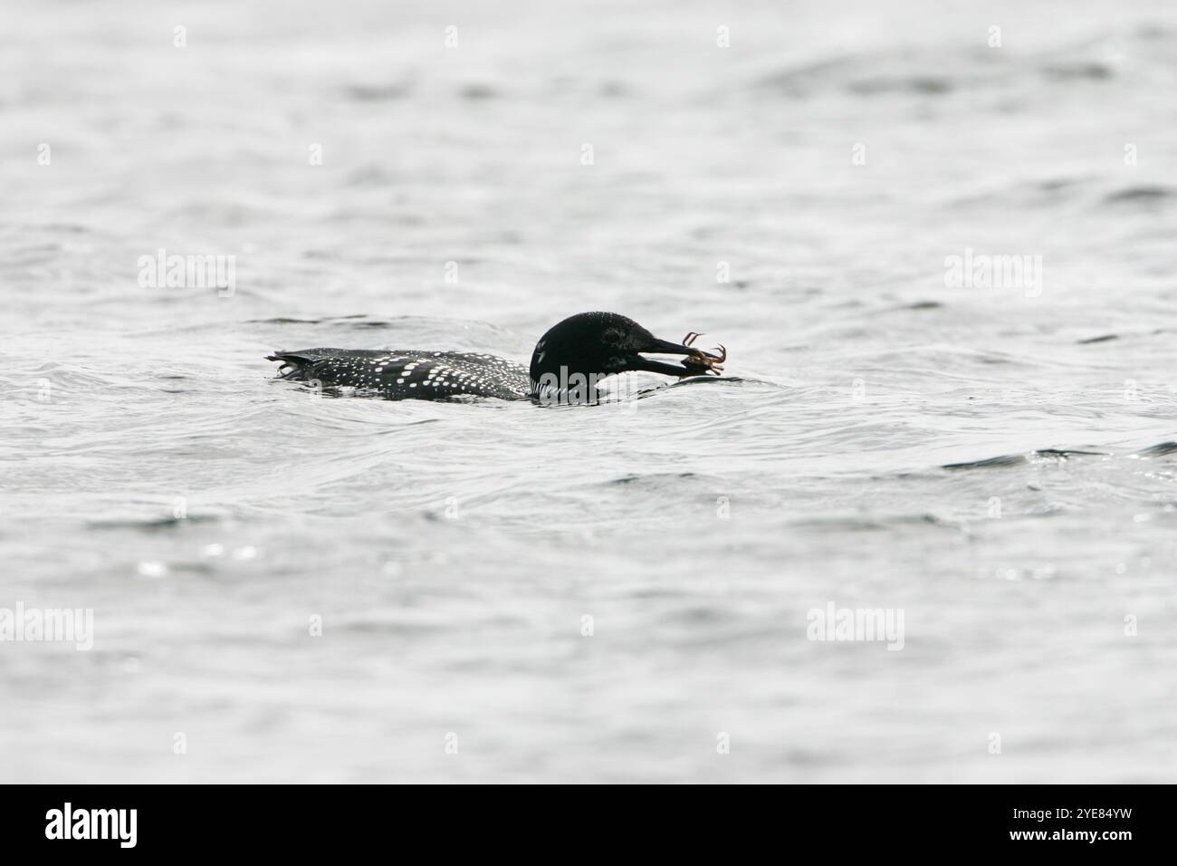 Great northern loon Gavia immer with crab Loch Scridain Isle of Mull ...