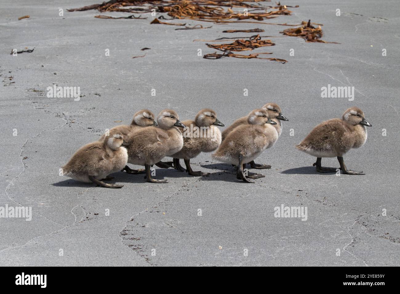 Flightless steamer duck Tachyeres brachypterus ducklings resting on a ...