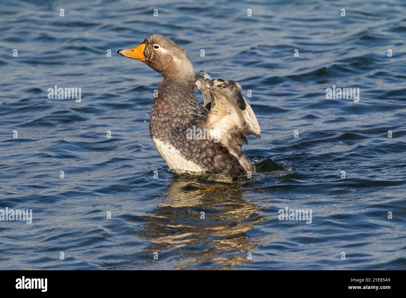 Flightless steamer duck Tachyeres brachypterus wing stretching in the ...