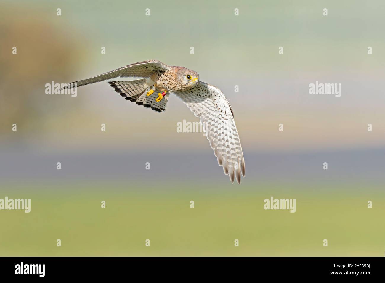 A common kestrel (Falco tinnunculus) in flight Stock Photo - Alamy