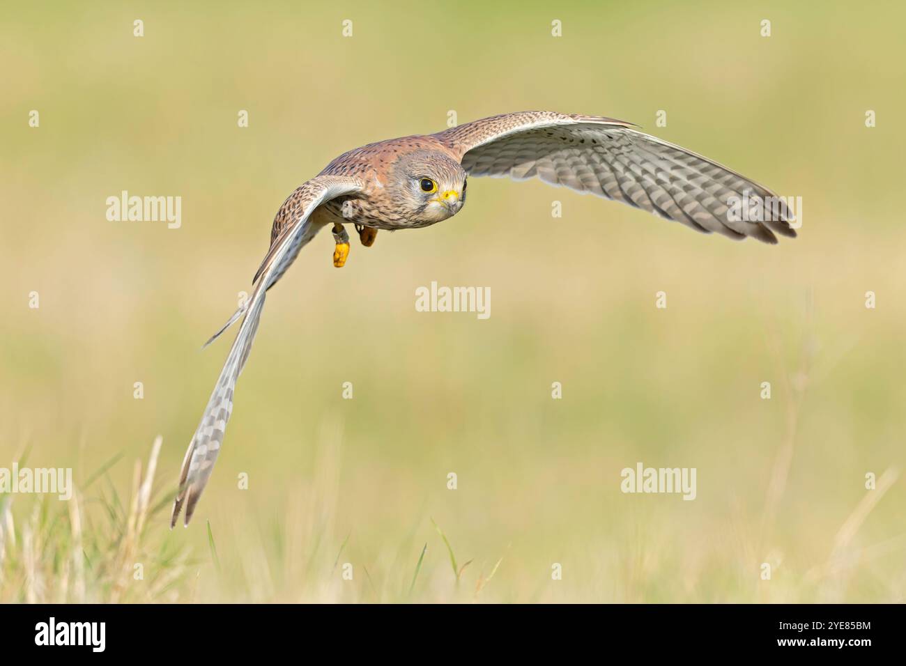 A common kestrel (Falco tinnunculus) in flight Stock Photo - Alamy