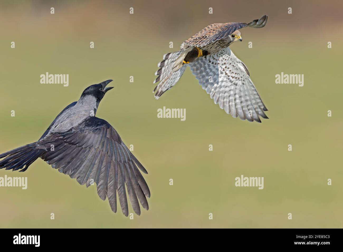 Crow attack hi-res stock photography and images - Alamy