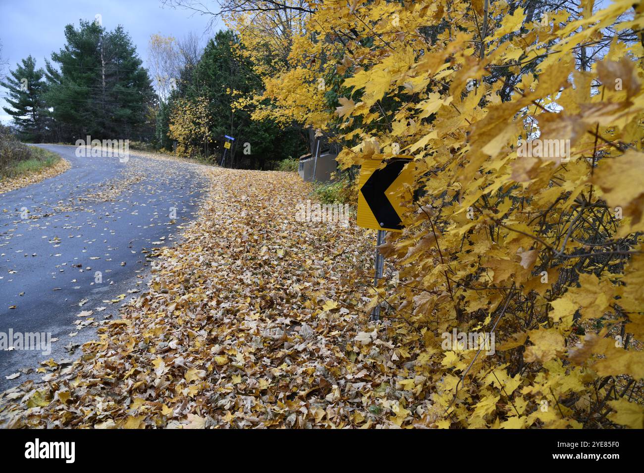 Golden leaves covering small country rode with wet pavement Stock Photo ...