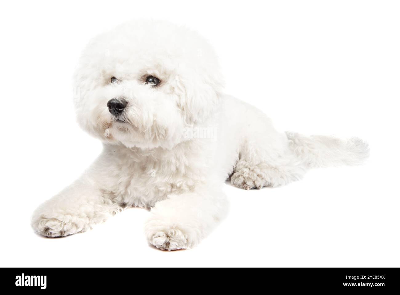 Dog bichon frise poodle Cut Out Stock Images & Pictures - Alamy