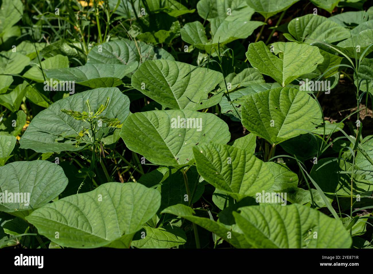 A repeated leave green carpet of large leaves and creeping wild green ...