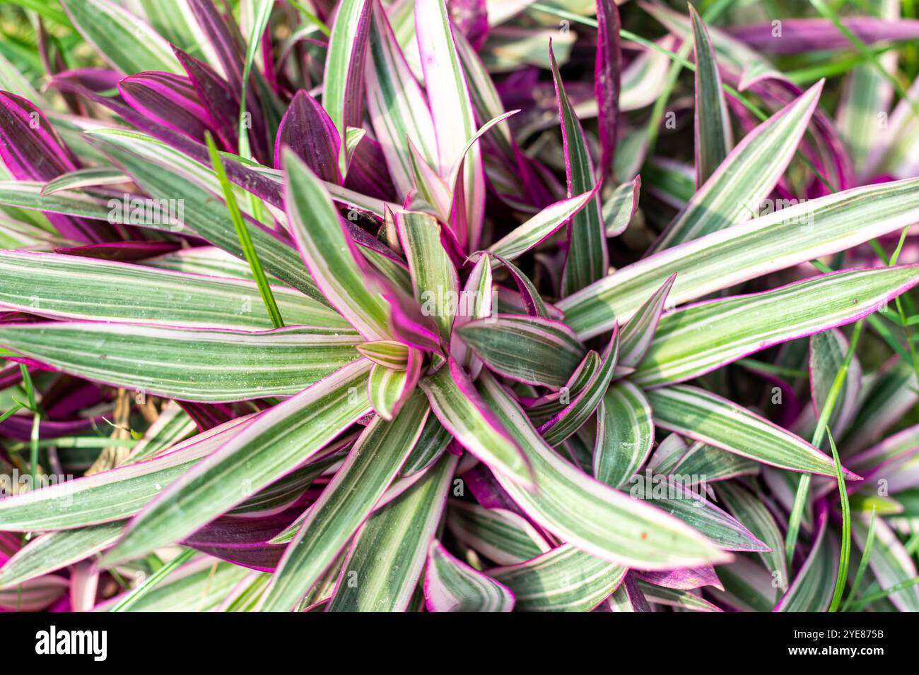 Moses In The Cradle House Plants produce rosettes of long, waxy, sword ...