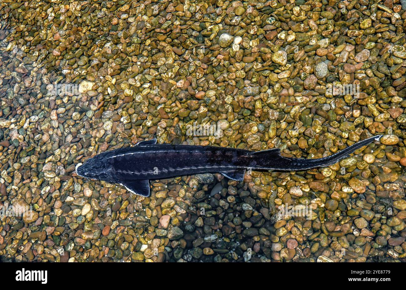Sterlet swimming in pond. Sturgeon swims in lake. Acipenser Ruthenus ...