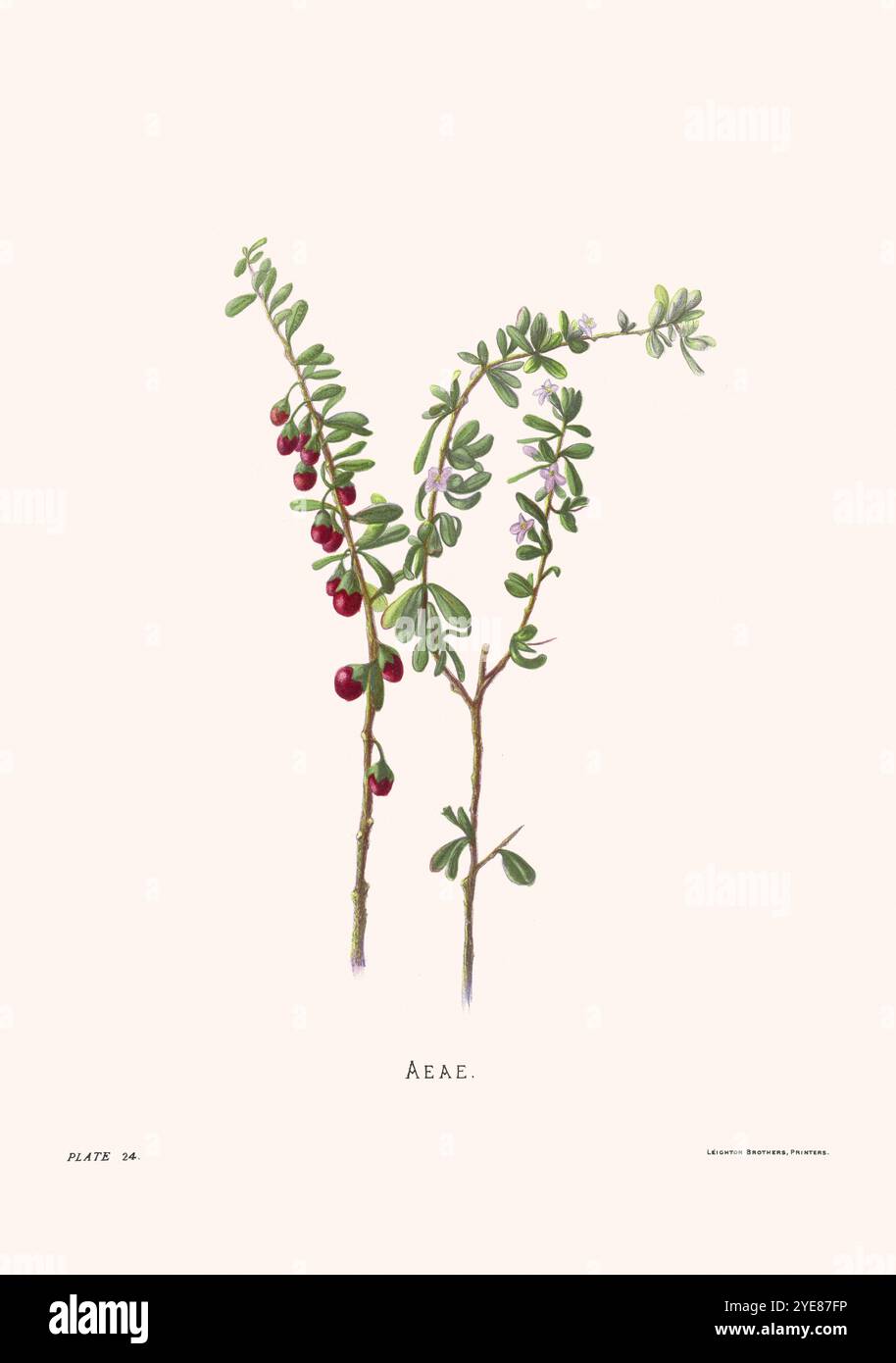 Flower illustration of Hawaiian blooms from 1885. Vintage botanical art ...