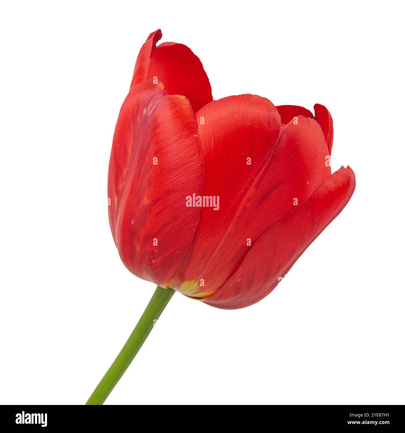 tulip flower isolated on white background. Beautiful composition for ...