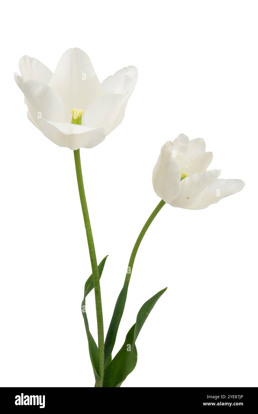 tulip flower isolated on white background. Beautiful composition for ...