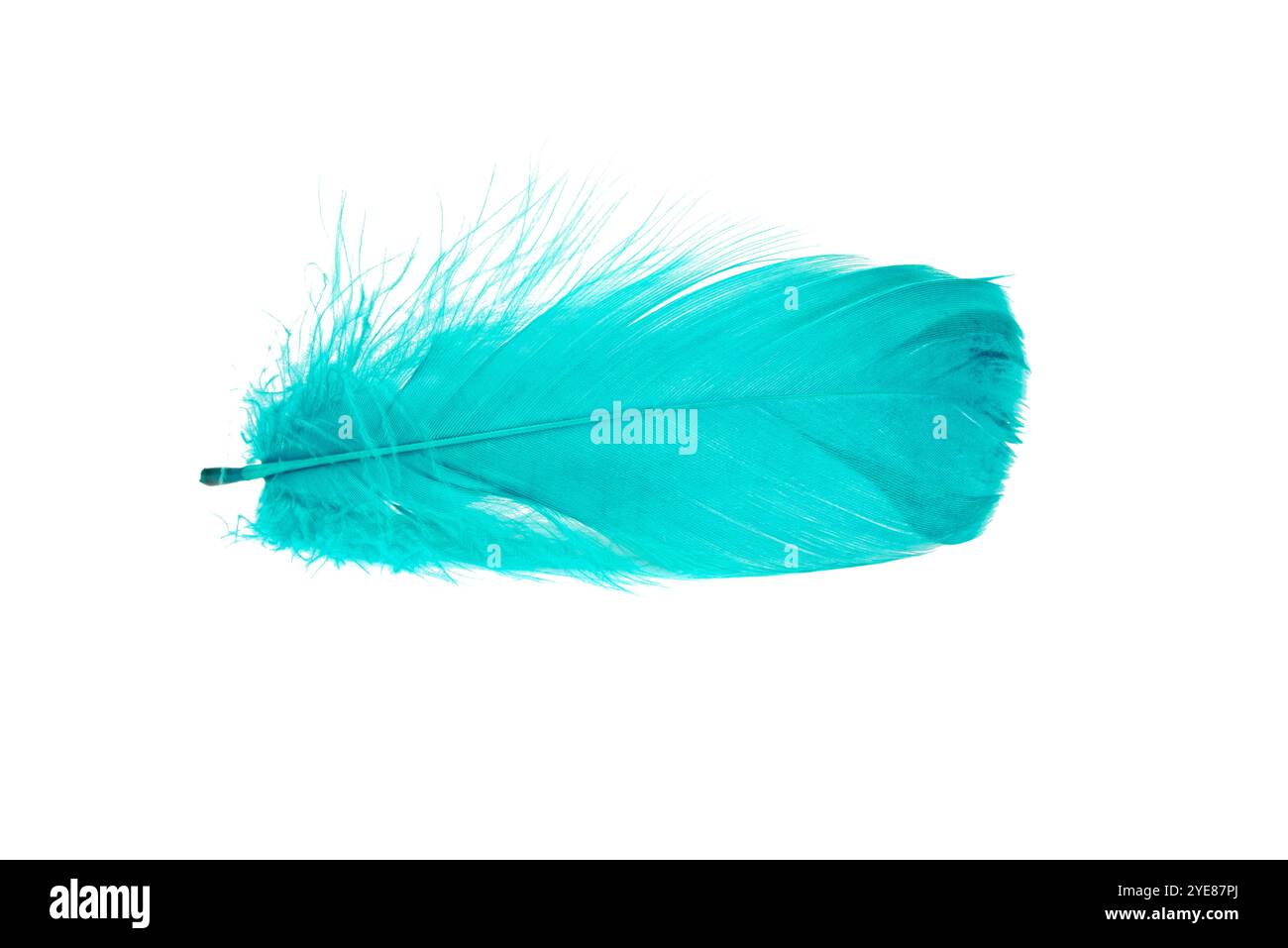 Peafowl feathers Cut Out Stock Images & Pictures - Alamy